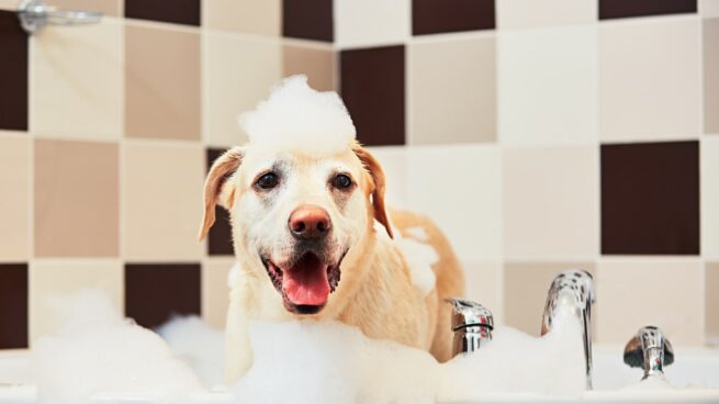Cuidados diarios y mensuales de higiene para nuestros perros | Raijuu